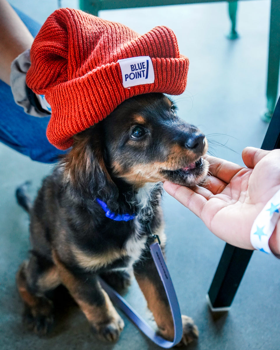 Blue Point Brewing Merch & Beer Shop – Blue Point Brewing Company